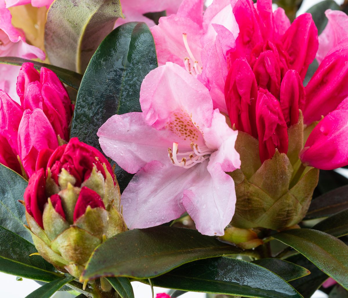 Rhododendron Pink Cherub - Rhododendron yakushimanum Pink Cherub ...