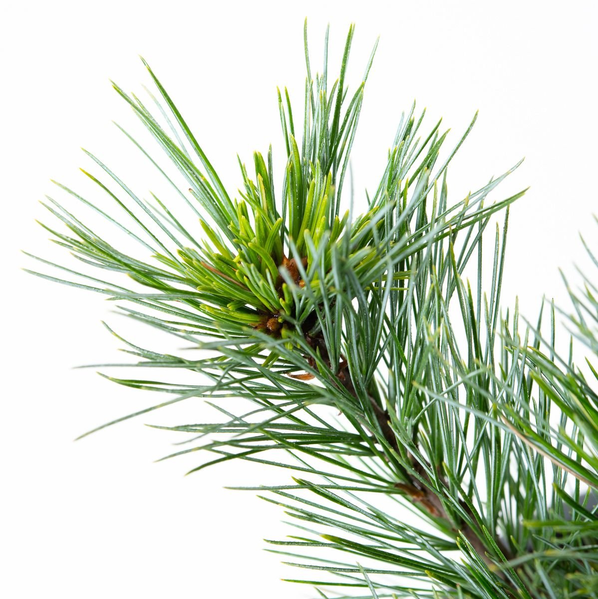 Weymouths-Kiefer - Pinus strobus günstig kaufen