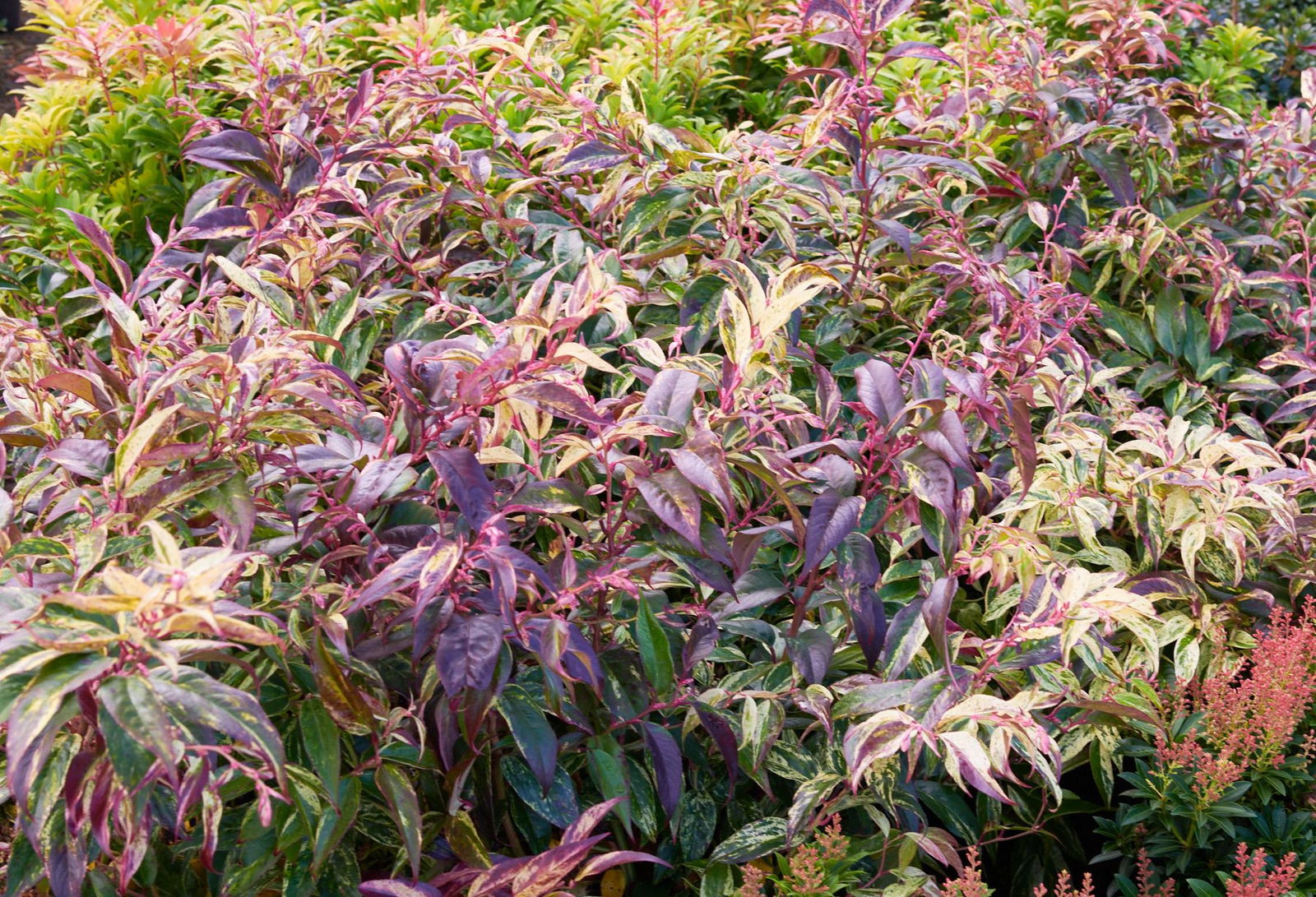 Traubenmyrte Scarletta - Leucothoe walteri Scarletta günstig kaufen