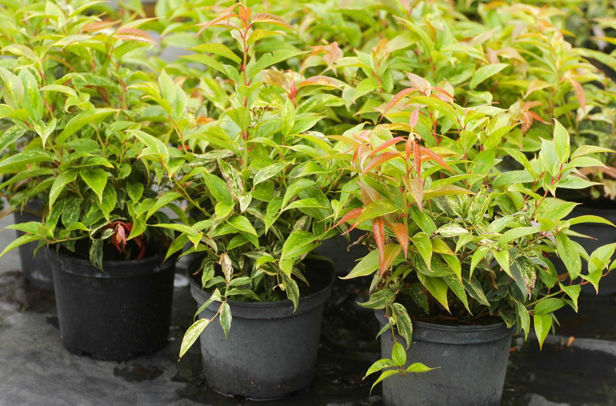 Traubenmyrte Rainbow - Leucothoe walteri Rainbow günstig kaufen