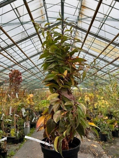 Traubenmyrte Rainbow - Leucothoe walteri Rainbow günstig kaufen