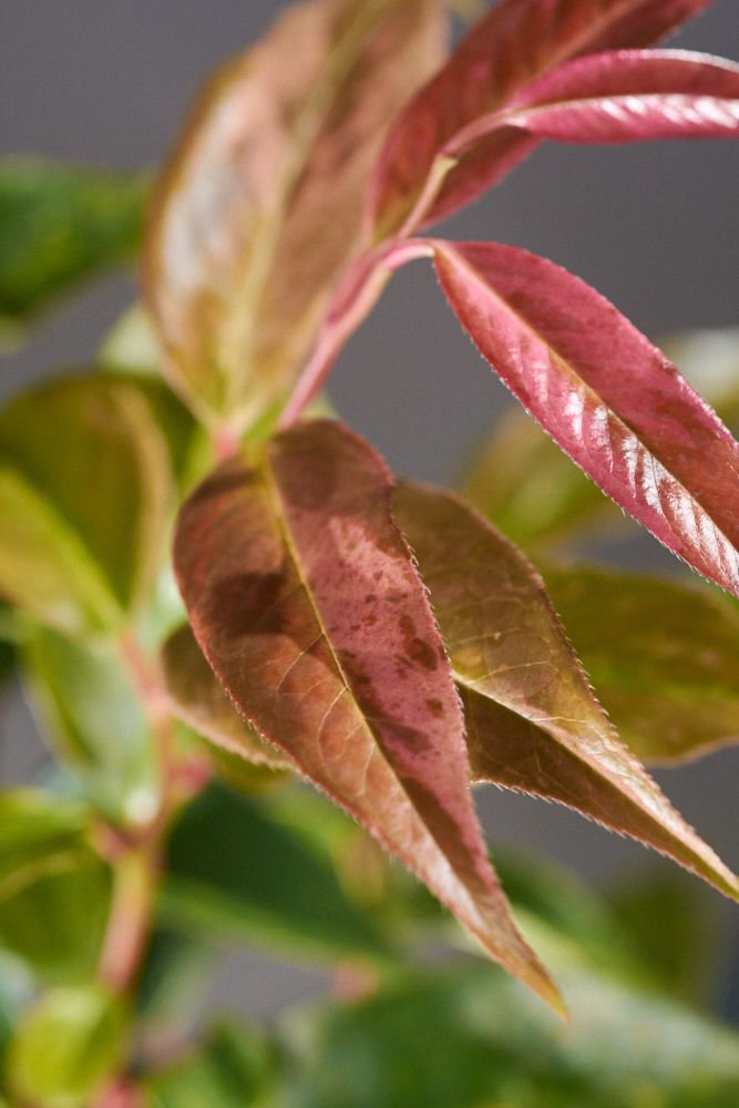Traubenmyrte Rainbow - Leucothoe walteri Rainbow günstig kaufen