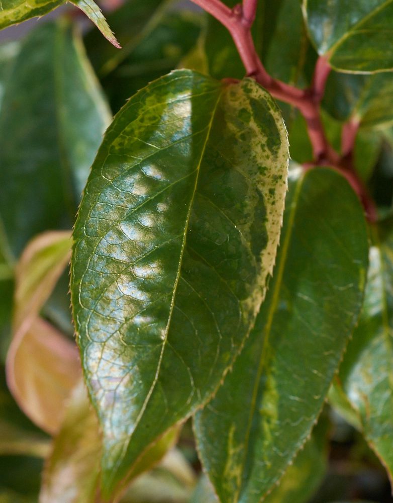 Traubenmyrte Rainbow - Leucothoe walteri Rainbow günstig kaufen