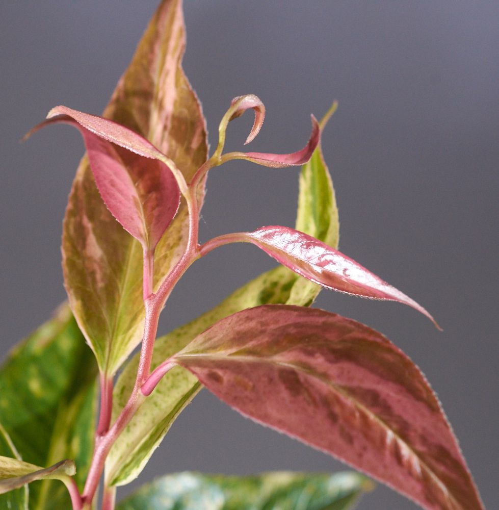 Traubenmyrte Rainbow - Leucothoe walteri Rainbow günstig kaufen