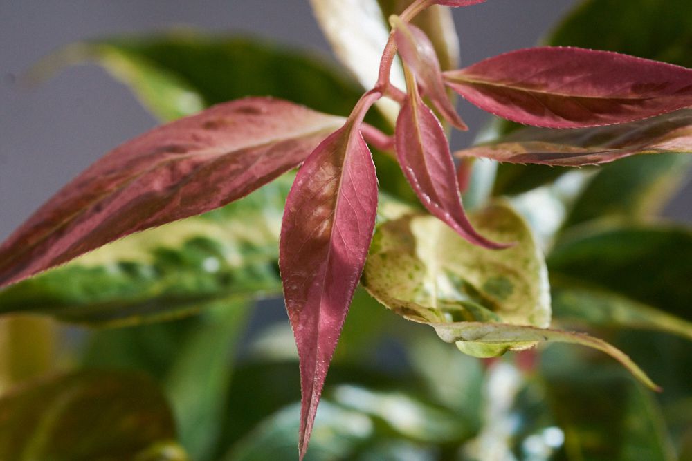 Traubenmyrte Rainbow - Leucothoe walteri Rainbow günstig kaufen