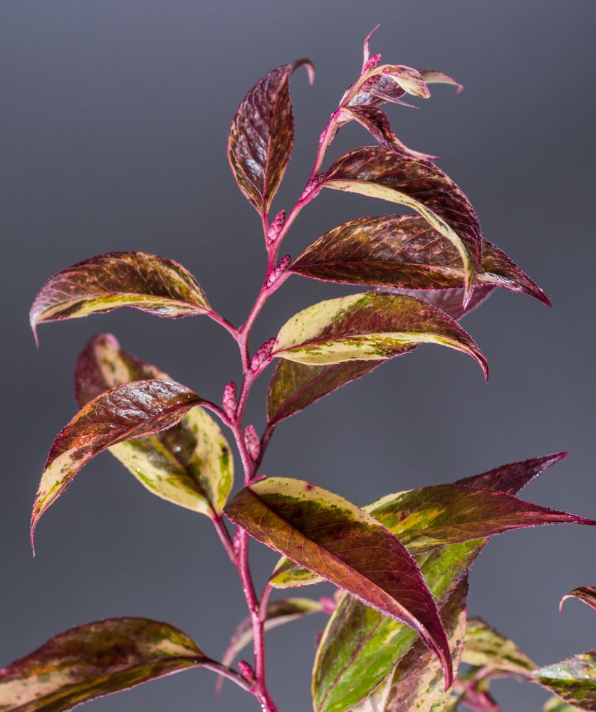 Traubenmyrte Rainbow - Leucothoe walteri Rainbow günstig kaufen