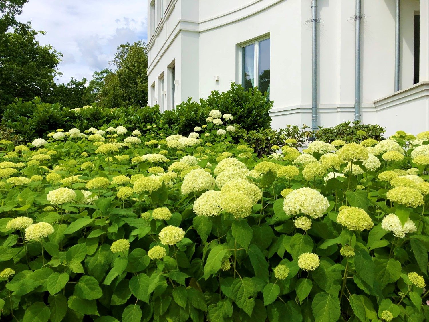 Gartenhortensie Endless Summer - Hydrangea macrophylla Endless Summer ...