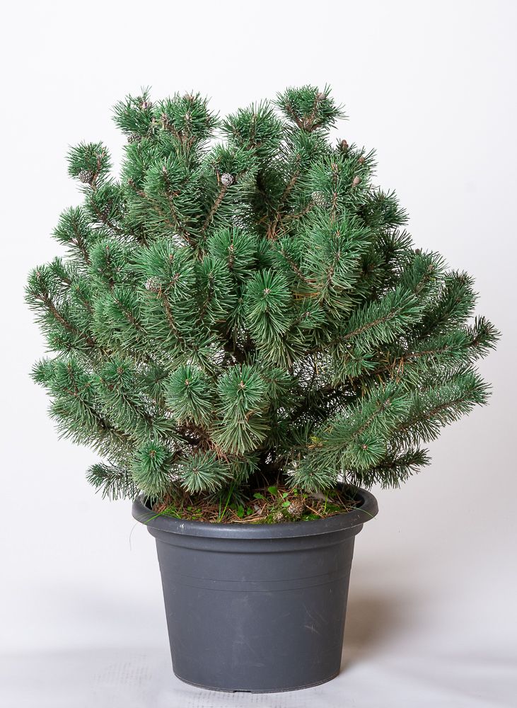 Zwergbergkiefer Laurin - Pinus mugo Laurin günstig kaufen