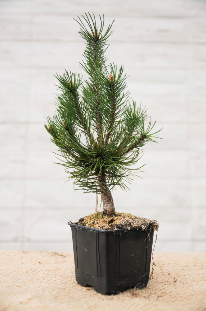 Zwergbergkiefer Laurin - Pinus mugo Laurin günstig online kaufen