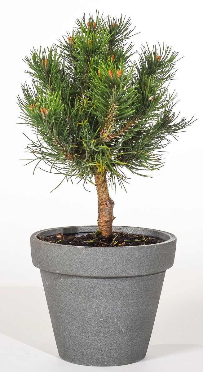 Zwergbergkiefer Laurin - Pinus mugo Laurin günstig kaufen