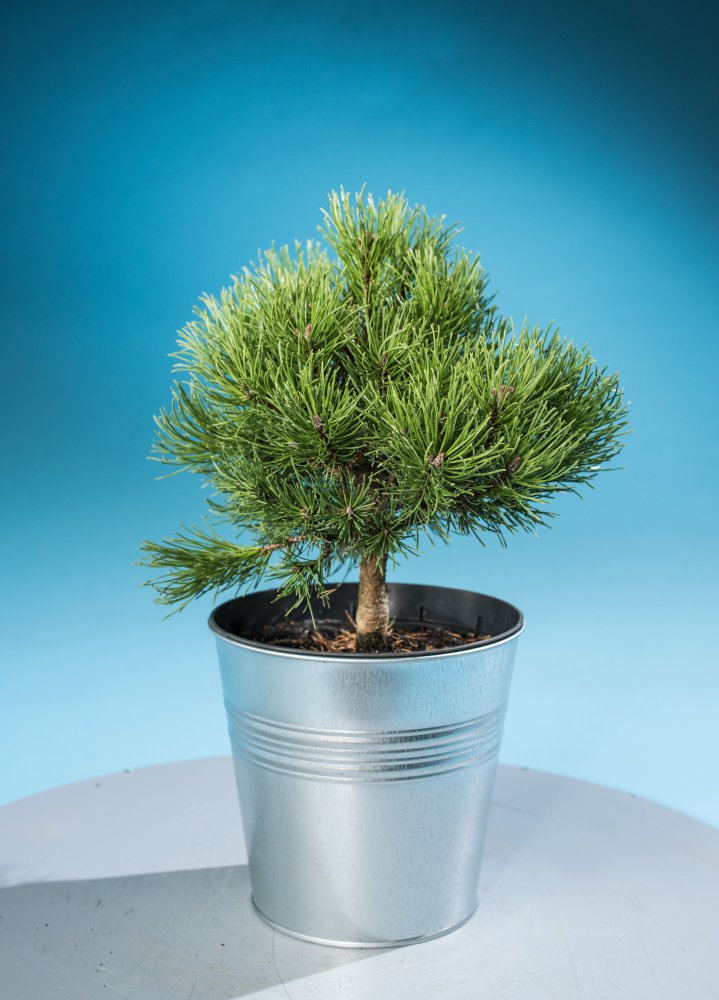 Zwergbergkiefer Laurin - Pinus mugo Laurin günstig kaufen