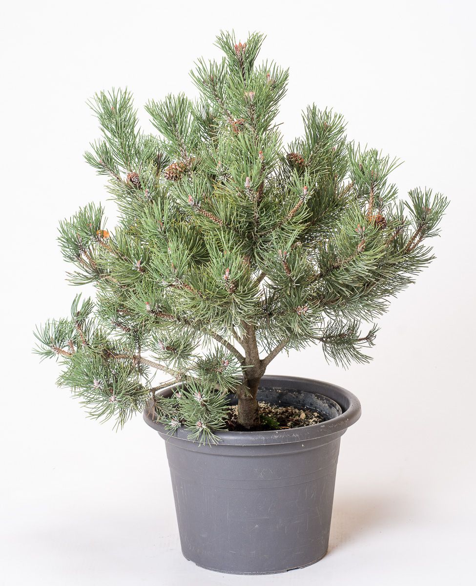 Zwergbergkiefer Laurin - Pinus mugo Laurin günstig kaufen