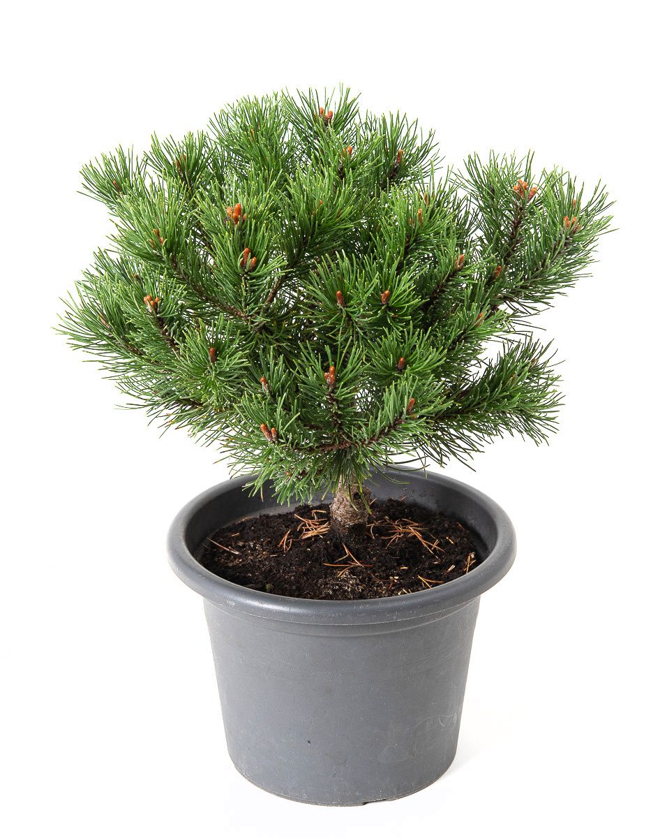 Zwergbergkiefer Laurin - Pinus mugo Laurin günstig kaufen