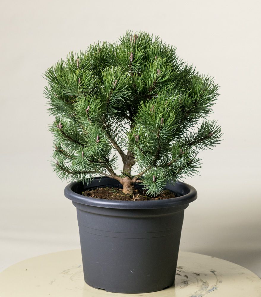 Zwergbergkiefer Laurin - Pinus mugo Laurin günstig kaufen