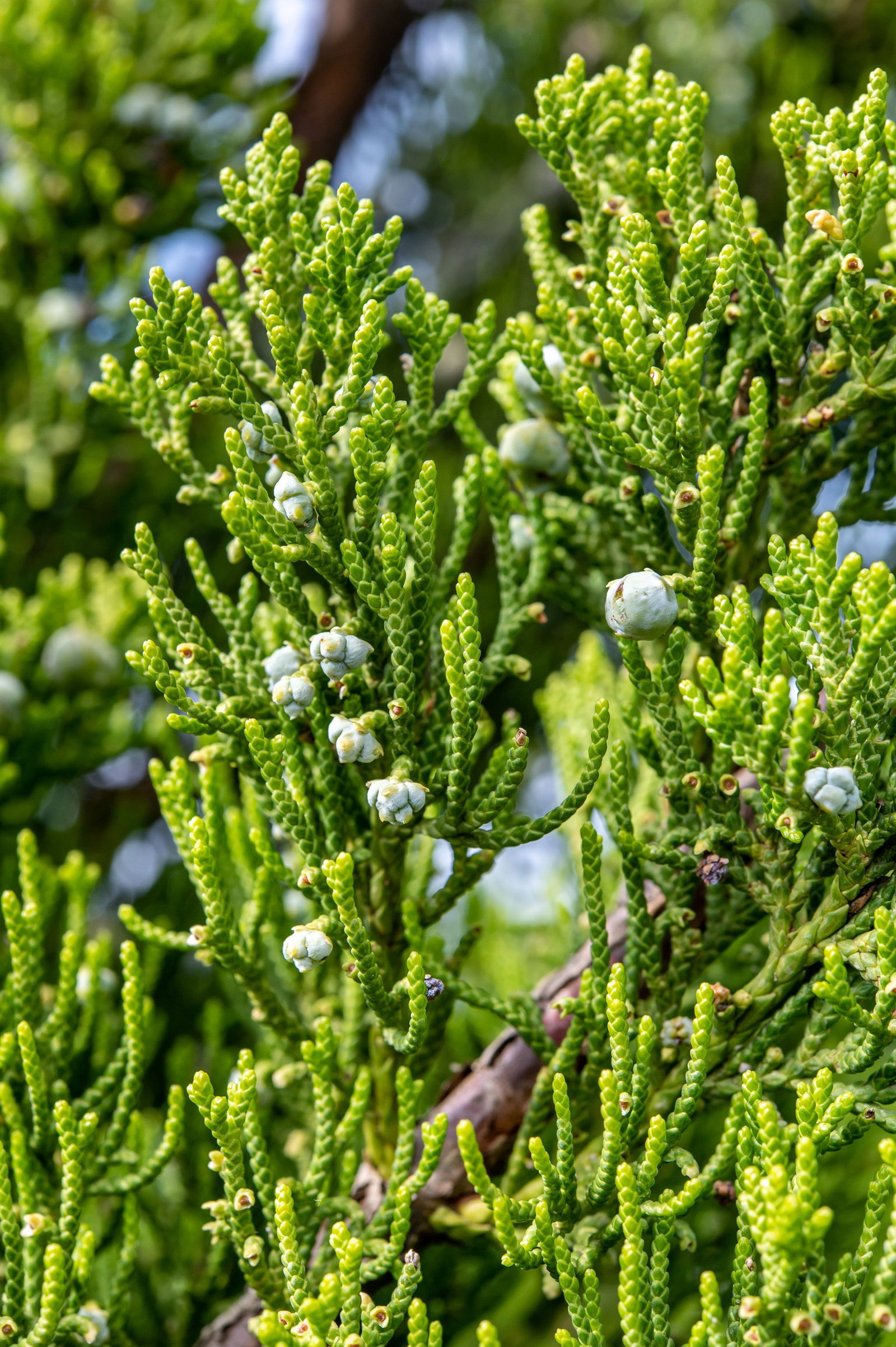 Strauchwacholder Kaizuka - Juniperus chinensis Kaizuka günstig kaufen