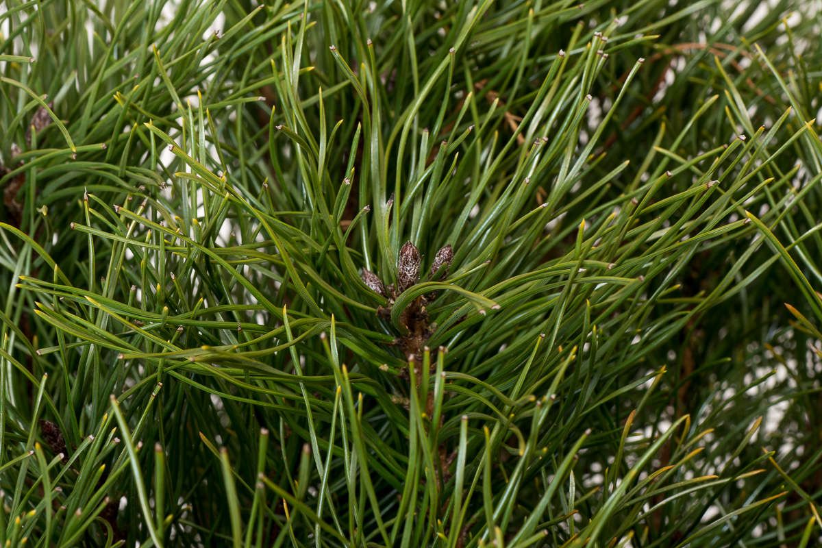 Säulenschwarzkiefer - Pinus nigra Obelisk günstig kaufen
