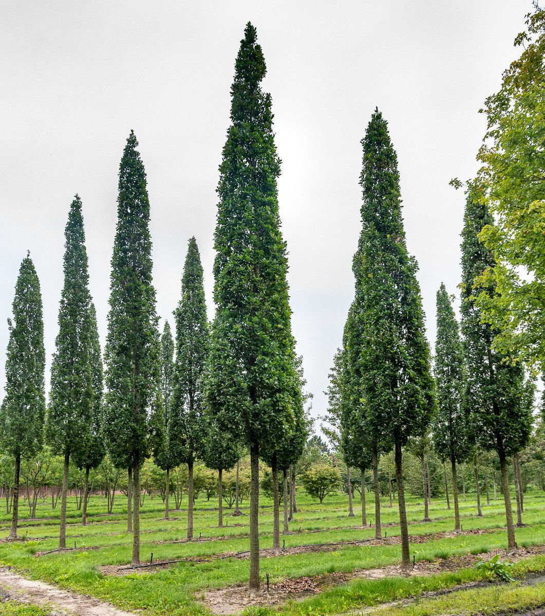 Fabelhafte Quercus Robur Fastigiata Koster Fotos
