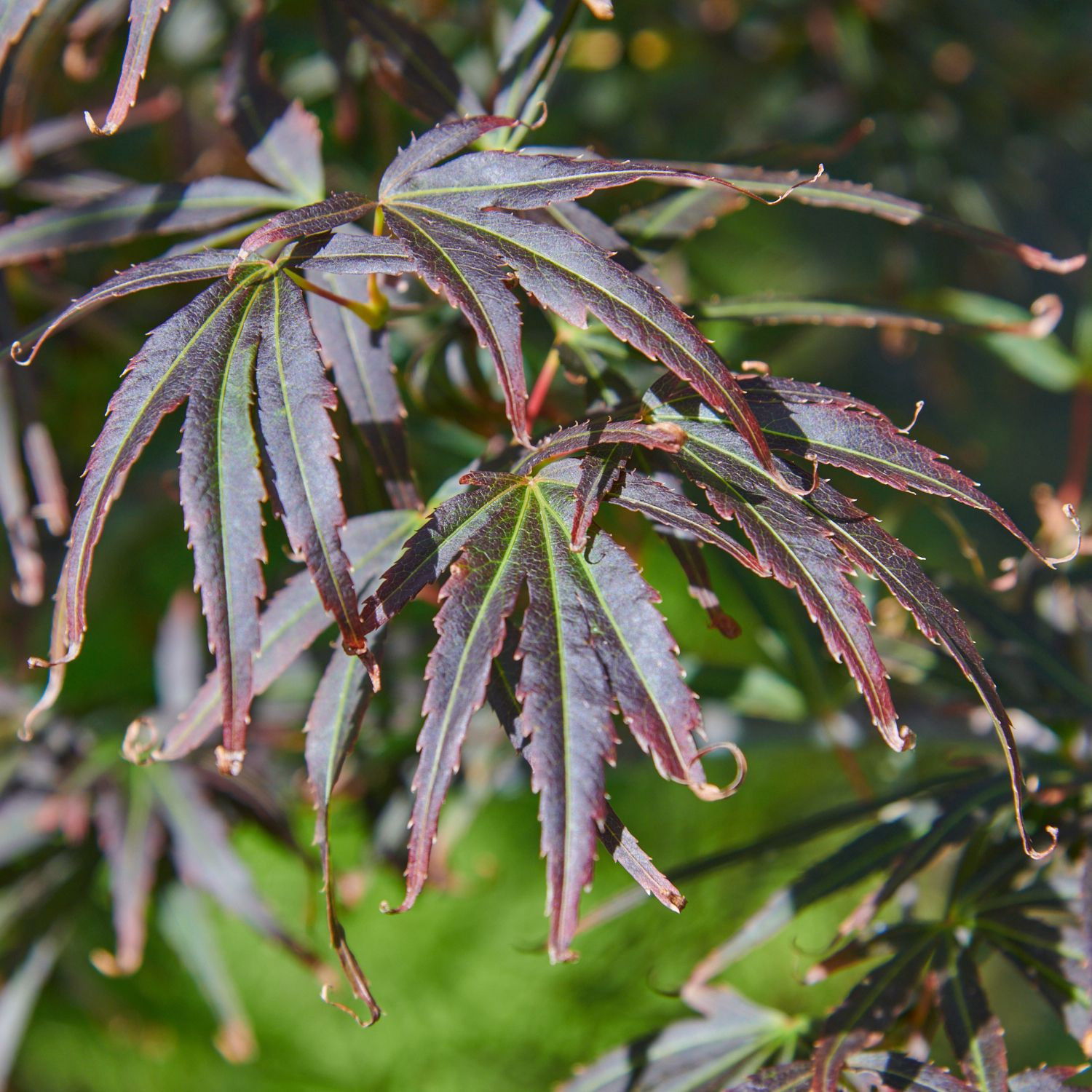 Fächerahorn Red Pygmy - Acer palmatum Red Pygmy günstig kaufen