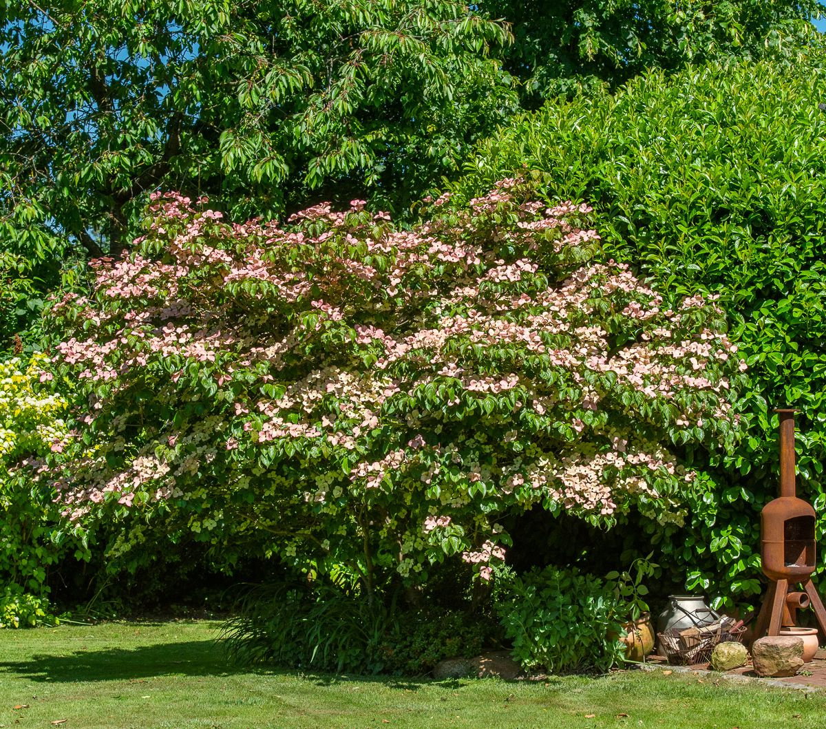 Teppich Hartriegel - Cornus canadensis günstig kaufen