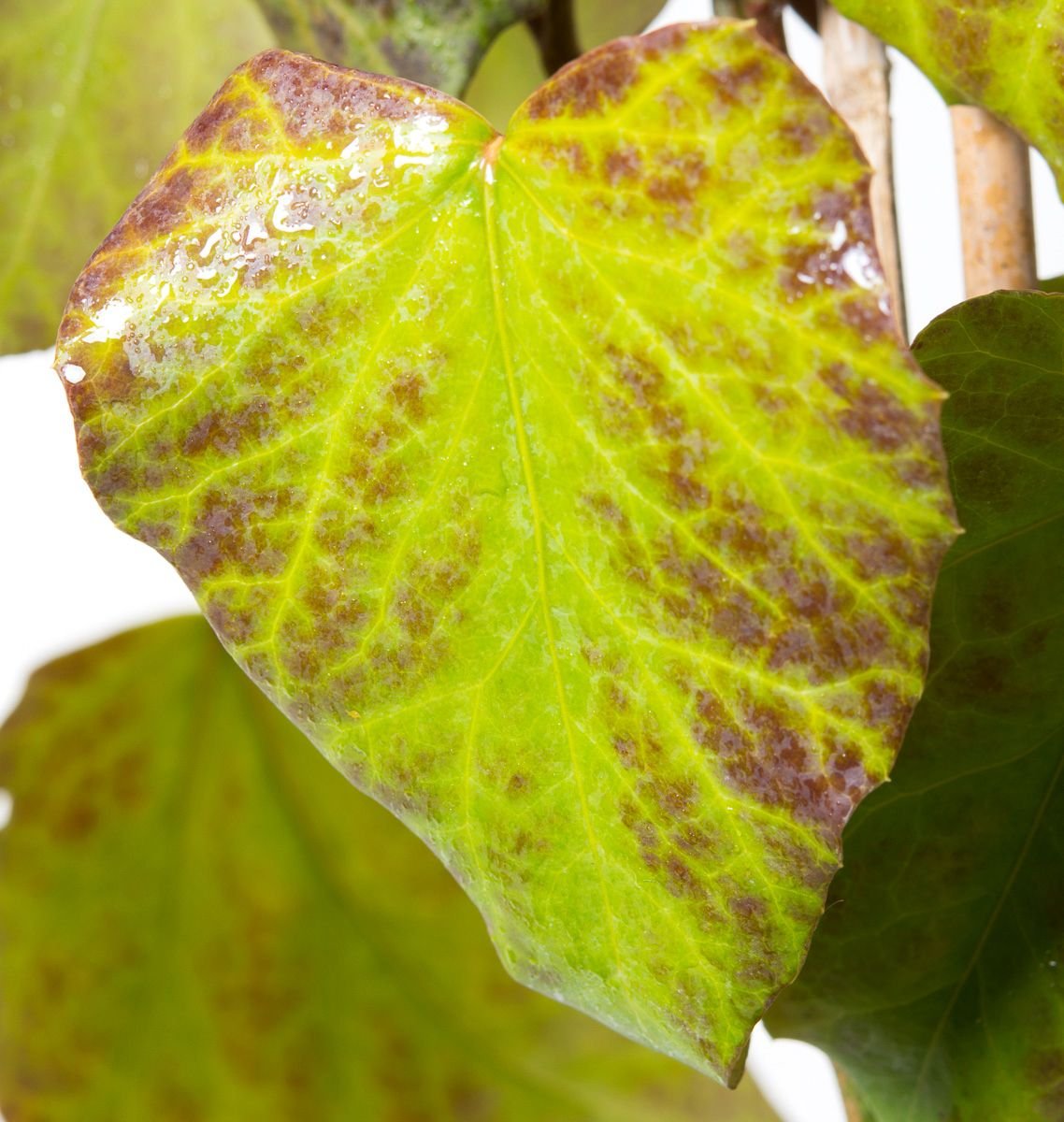 Gold-grüner Efeu - Hedera Helix Goldheart günstig kaufen