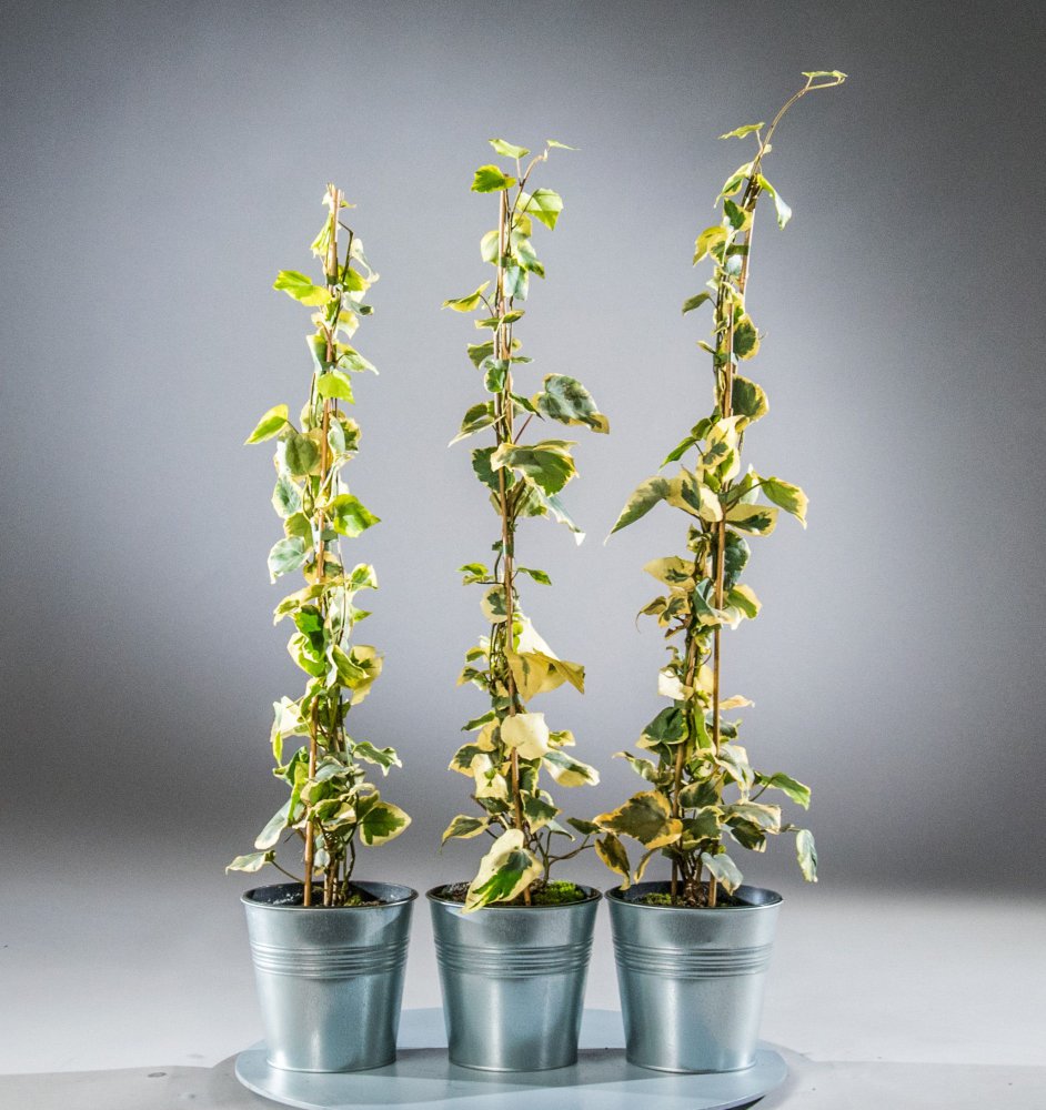 Buntlaubiger Kaukasischer Efeu - Hedera colchica Dentata Variegata ...