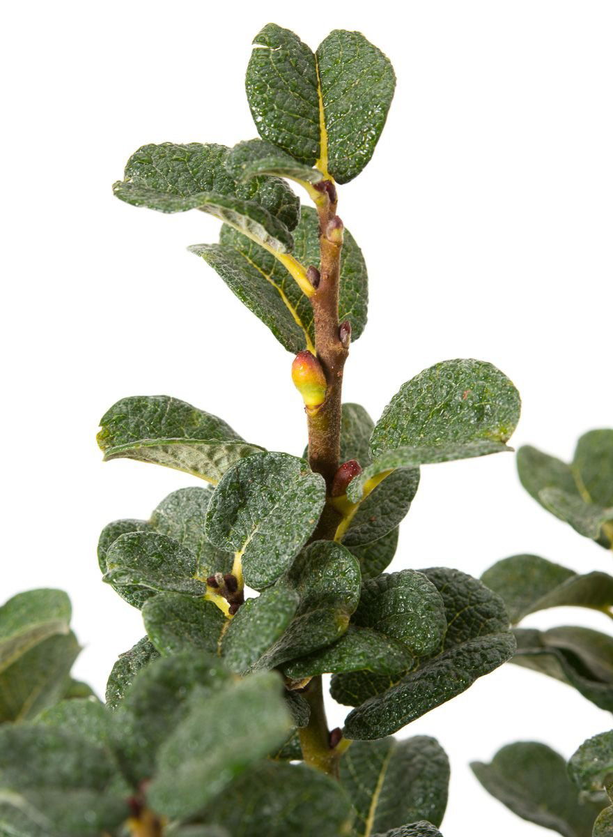 Zwergweide - Salix boydii günstig kaufen