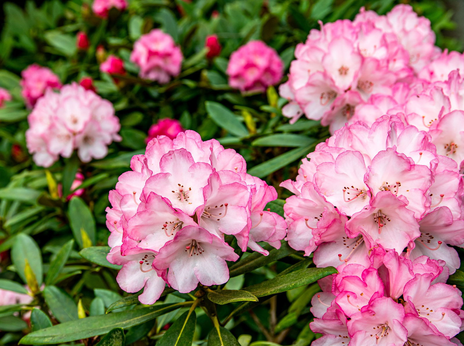 Yaku-Rhododendron Love Song - Rododendron yakushimanum Love Song ...