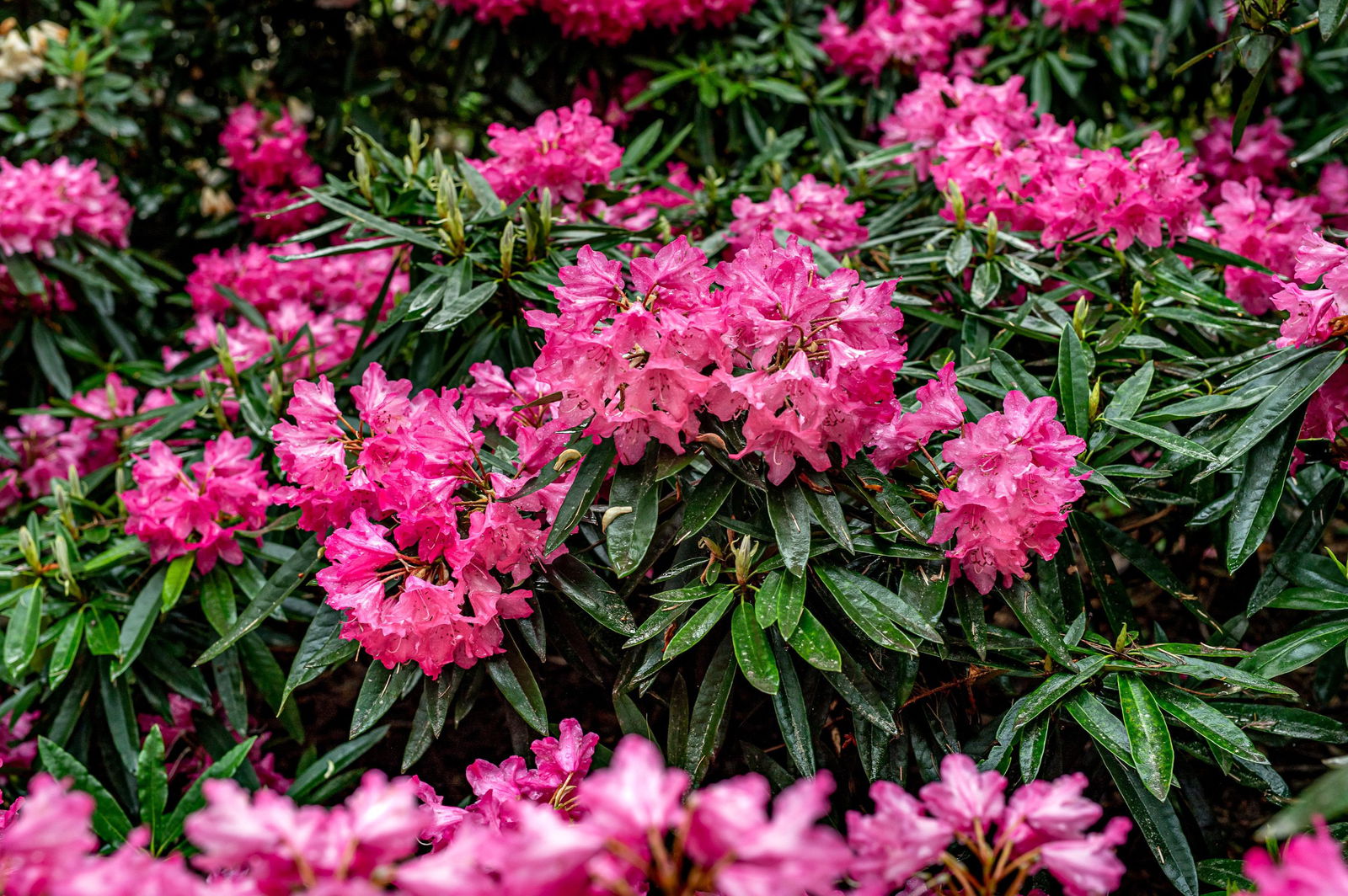 Rhododendron Rosa Perle - Rhododendron makinoi Rosa Perle günstig kaufen