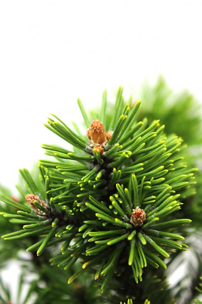 Zwerg-Kiefer Mini Mops - Pinus mugo Mini Mops günstig kaufen