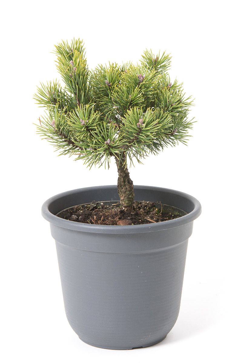 Zwerg-Kiefer Mini Mops - Pinus mugo Mini Mops günstig kaufen