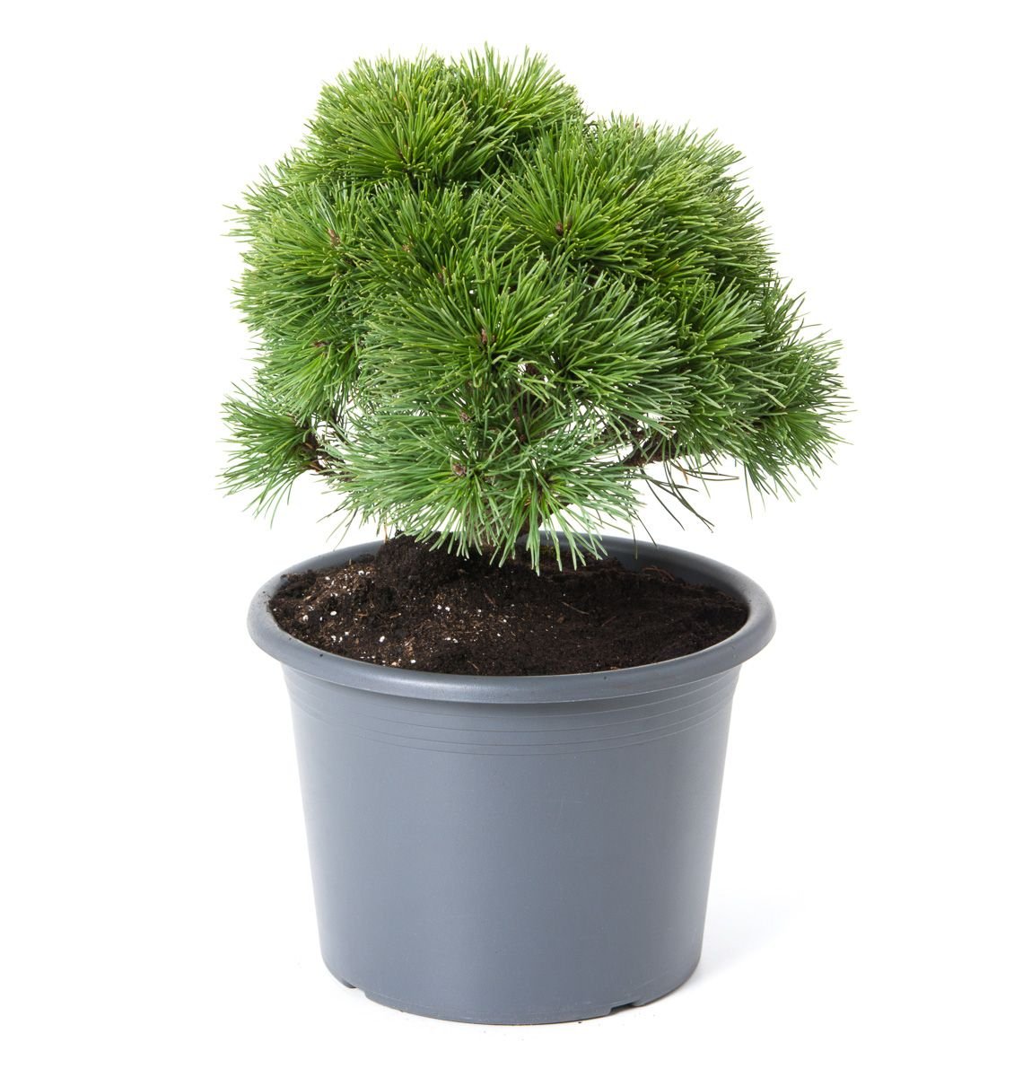 Zwerg-Kiefer Mini Mops - Pinus mugo Mini Mops günstig kaufen