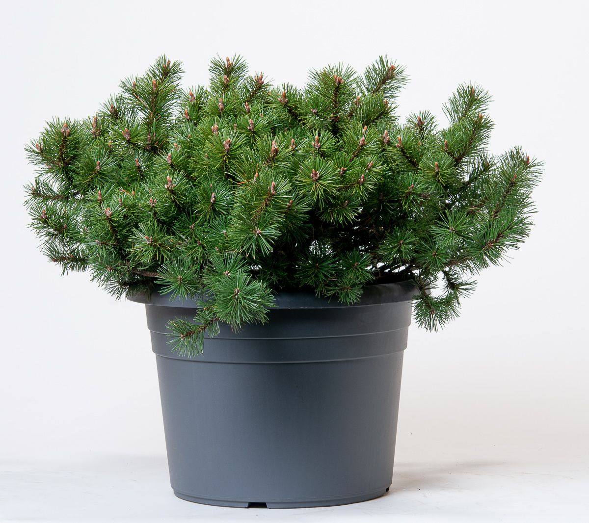 Zwerg-Kiefer Mini Mops - Pinus mugo Mini Mops günstig kaufen