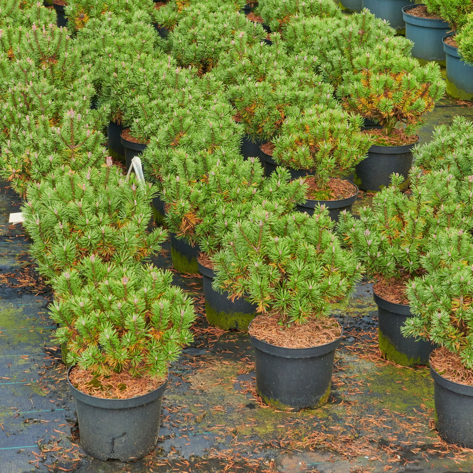 Zwerg-Kiefer Mini Mops - Pinus mugo Mini Mops günstig kaufen