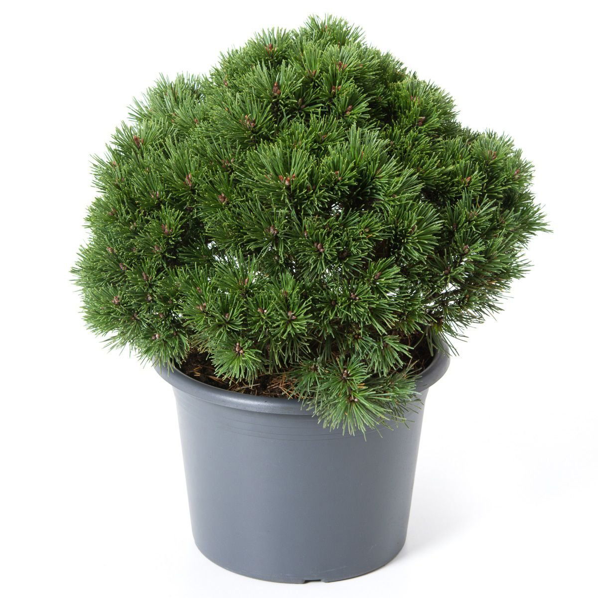 Zwerg-Kiefer Mini Mops - Pinus mugo Mini Mops günstig kaufen