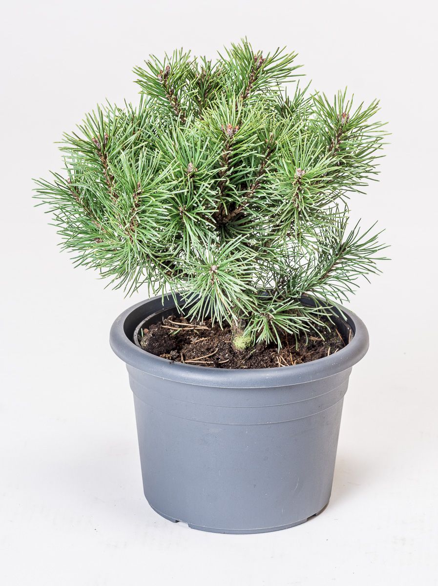 Zwerg-Kiefer Mini Mops - Pinus mugo Mini Mops günstig kaufen