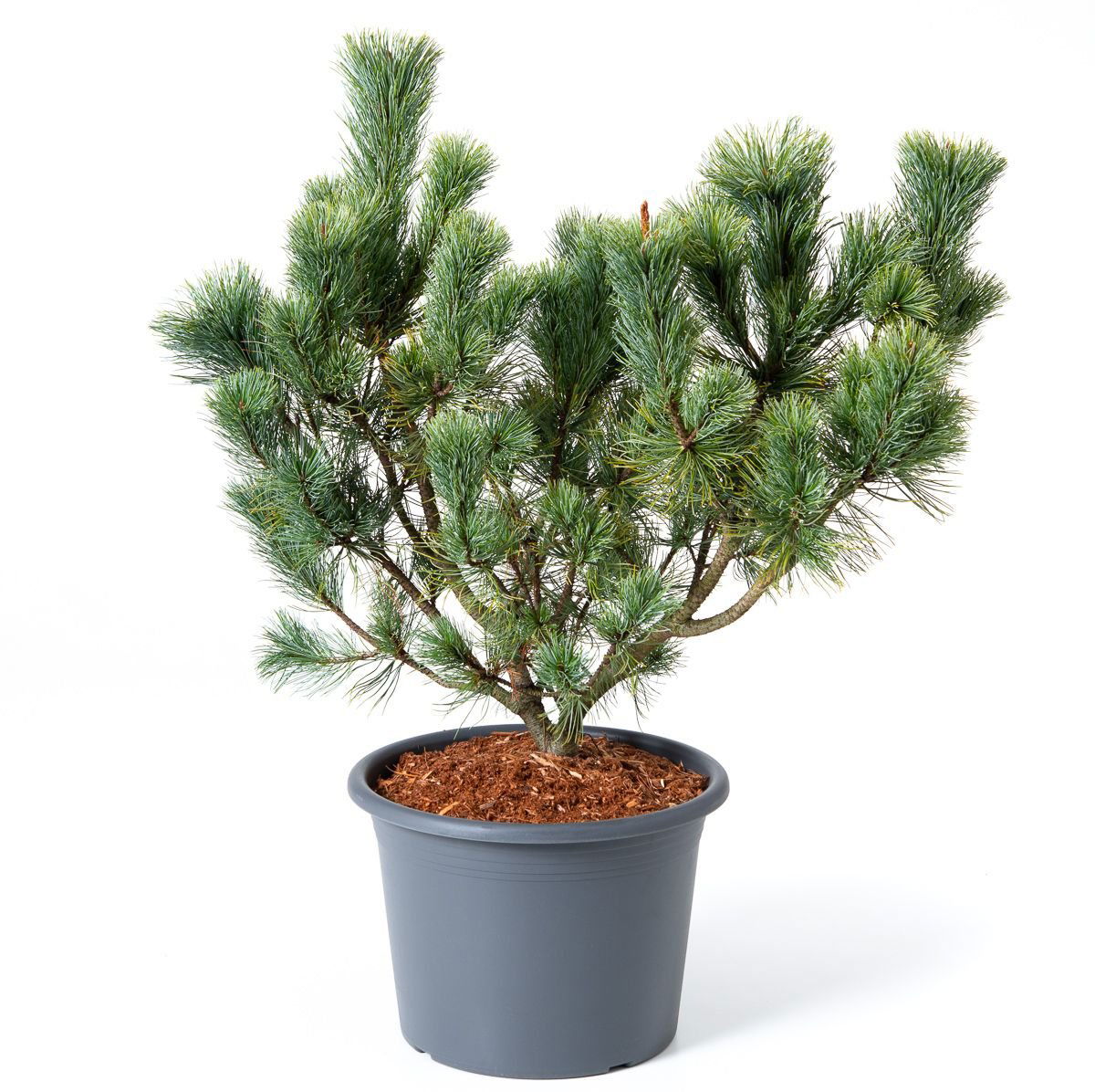 Zwergkiefer Globe - Pinus pumila Globe günstig kaufen