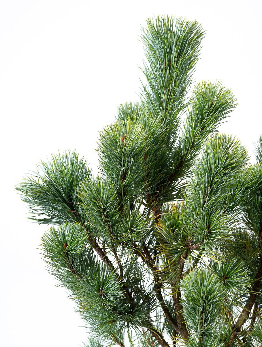 Zwergkiefer Globe - Pinus pumila Globe günstig kaufen