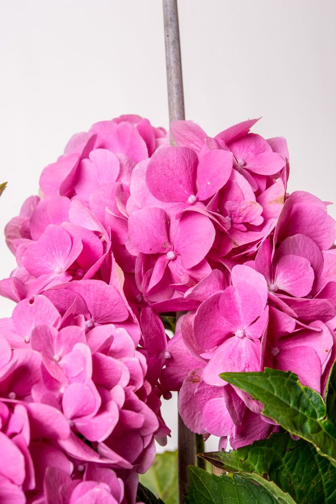 Bauernhortensie Alpenglühen - Hydrangea macrophylla Alpenglühen günstig ...