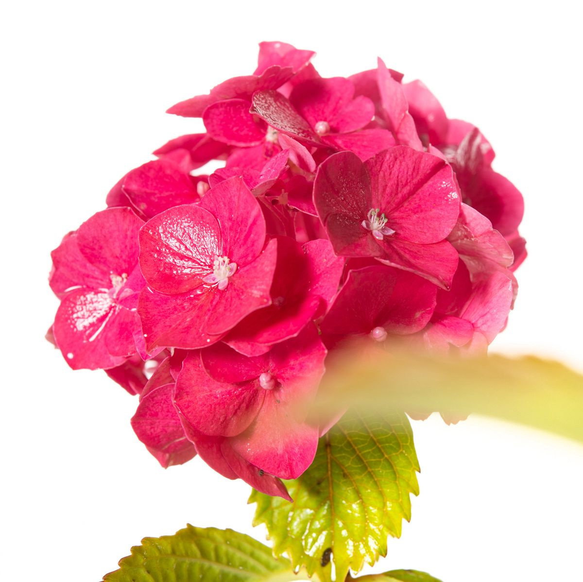 Bauernhortensie Alpenglühen - Hydrangea macrophylla Alpenglühen günstig ...
