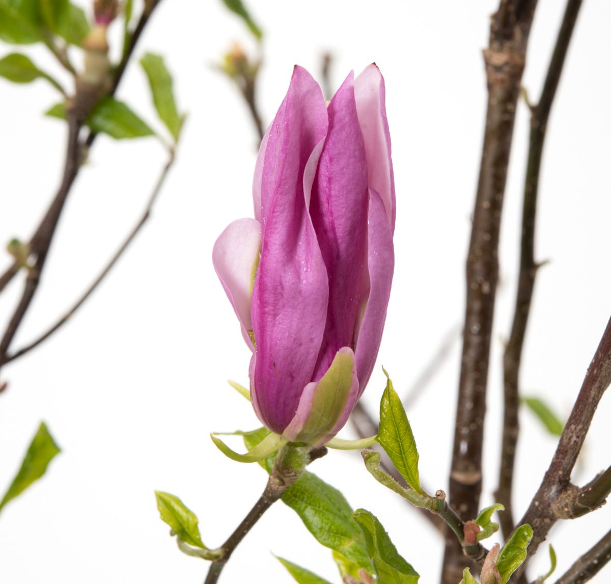 Purpurmagnolie Ricki - Magnolia liliiflora Ricki günstig kaufen