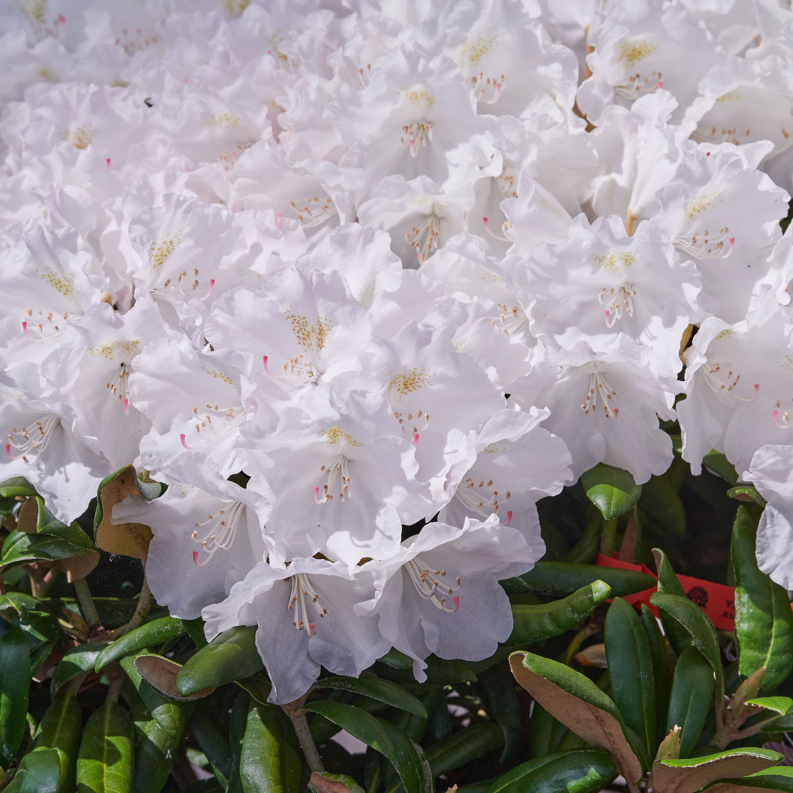 Rhododendron yakushimanum Mist Maiden - Rhododendron yakushimanum Mist ...