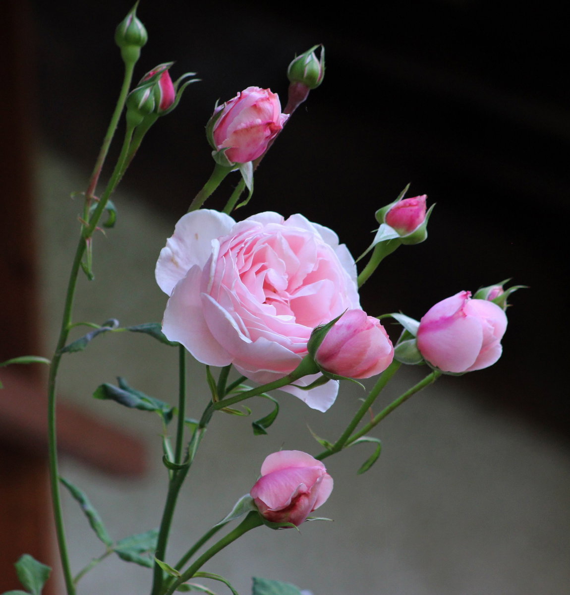 Kletterrose Nahema ® - Rosa Nahema ® günstig kaufen