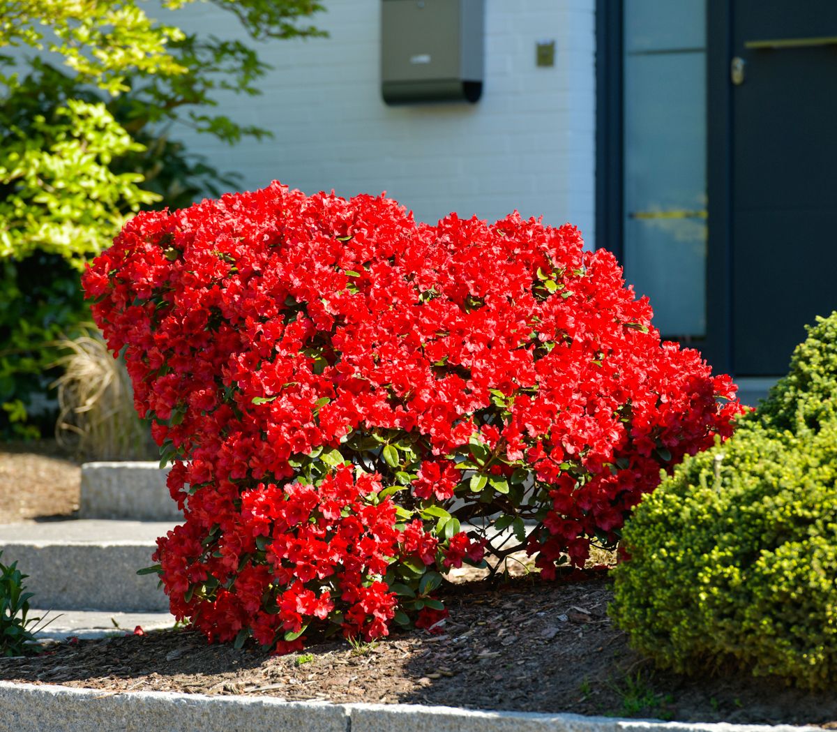 Japanische Azalee Canzonetta - Rhododendron obtusum Canzonetta günstig ...