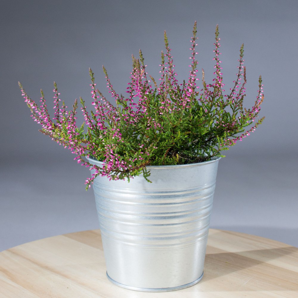 Besenheide Marleen - Calluna vulgaris Marleen günstig kaufen