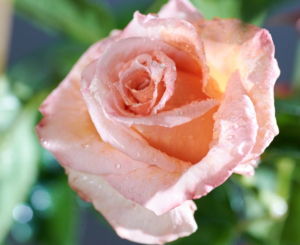 Kletterrose Barock ® - Rosa Barock ® günstig kaufen