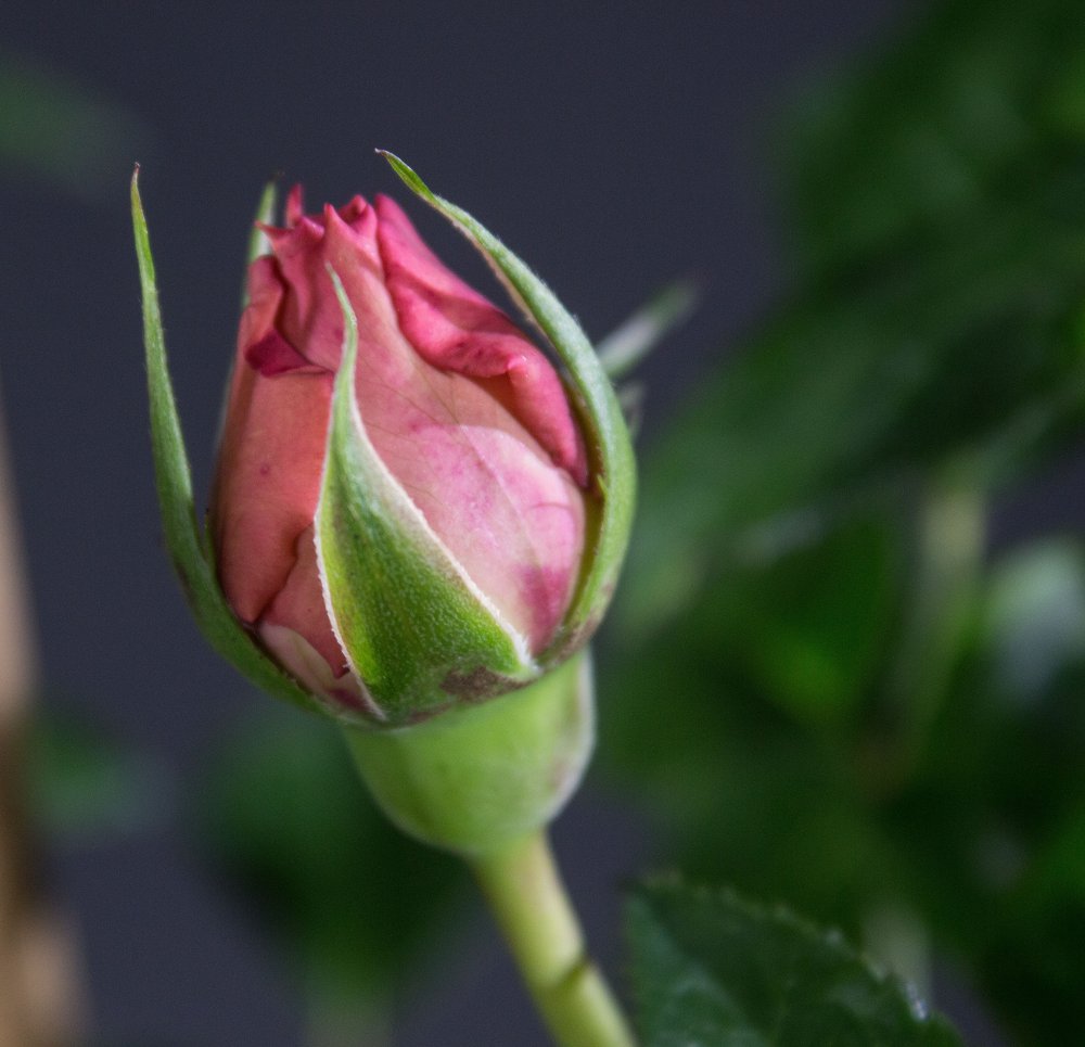 Kletterrose Barock ® - Rosa Barock ® günstig kaufen