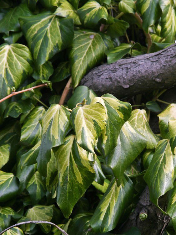 Gold-grüner Efeu - Hedera Helix Goldheart günstig kaufen