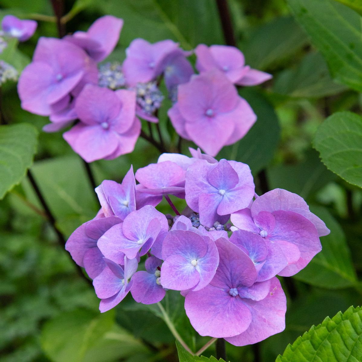 Gartenhortensie Zorro - Hydrangea macrophylla Zorro günstig kaufen