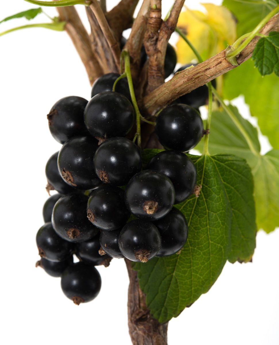 Schwarze Johannisbeere Titania - Ribes nigrum Titania günstig kaufen