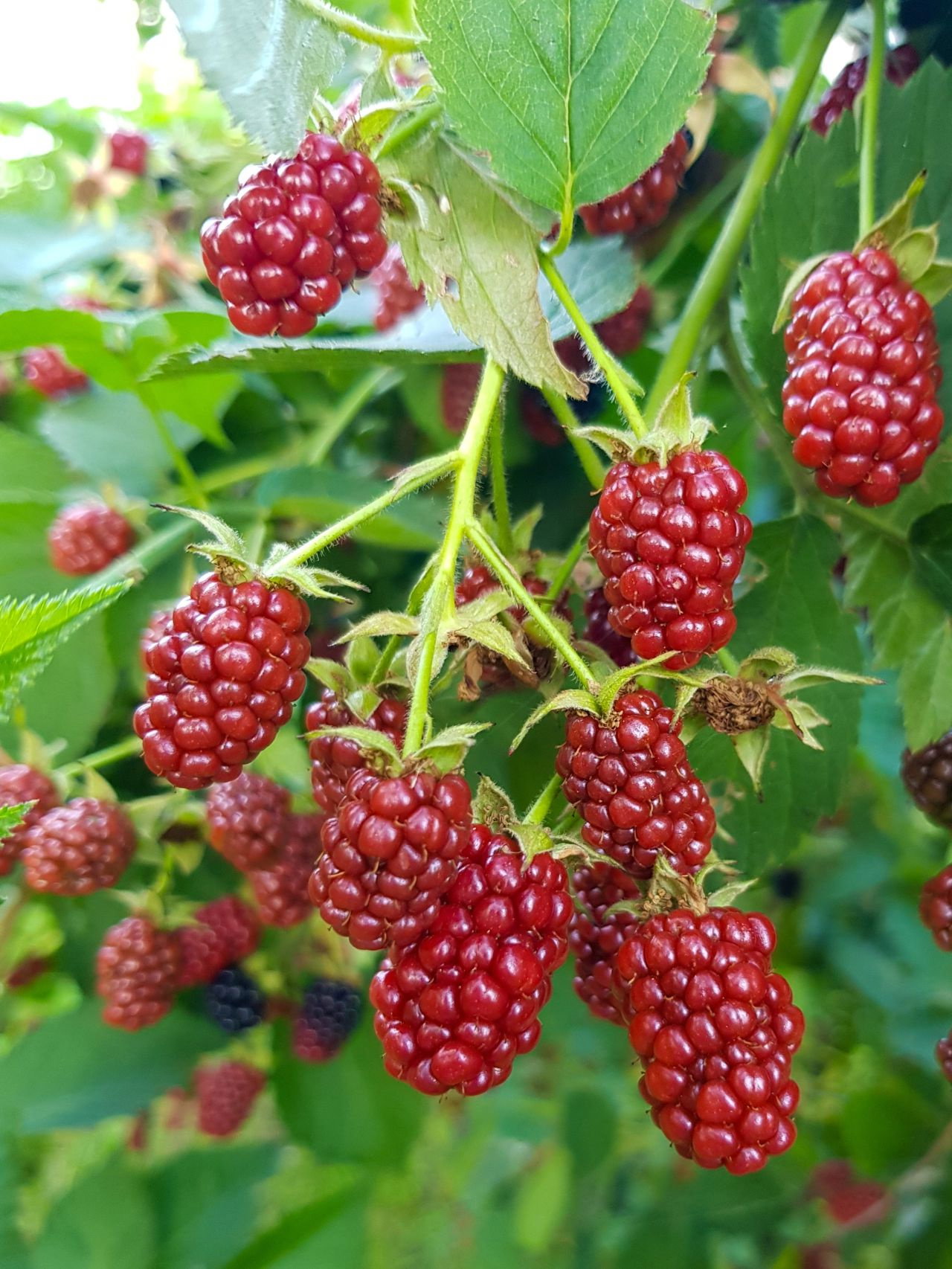 Brombeere Dorman Red - Rubus frut. Dorman Red günstig kaufen